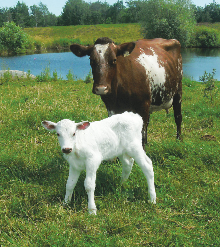 The Breed – Canadian Milking Shorthorn Society