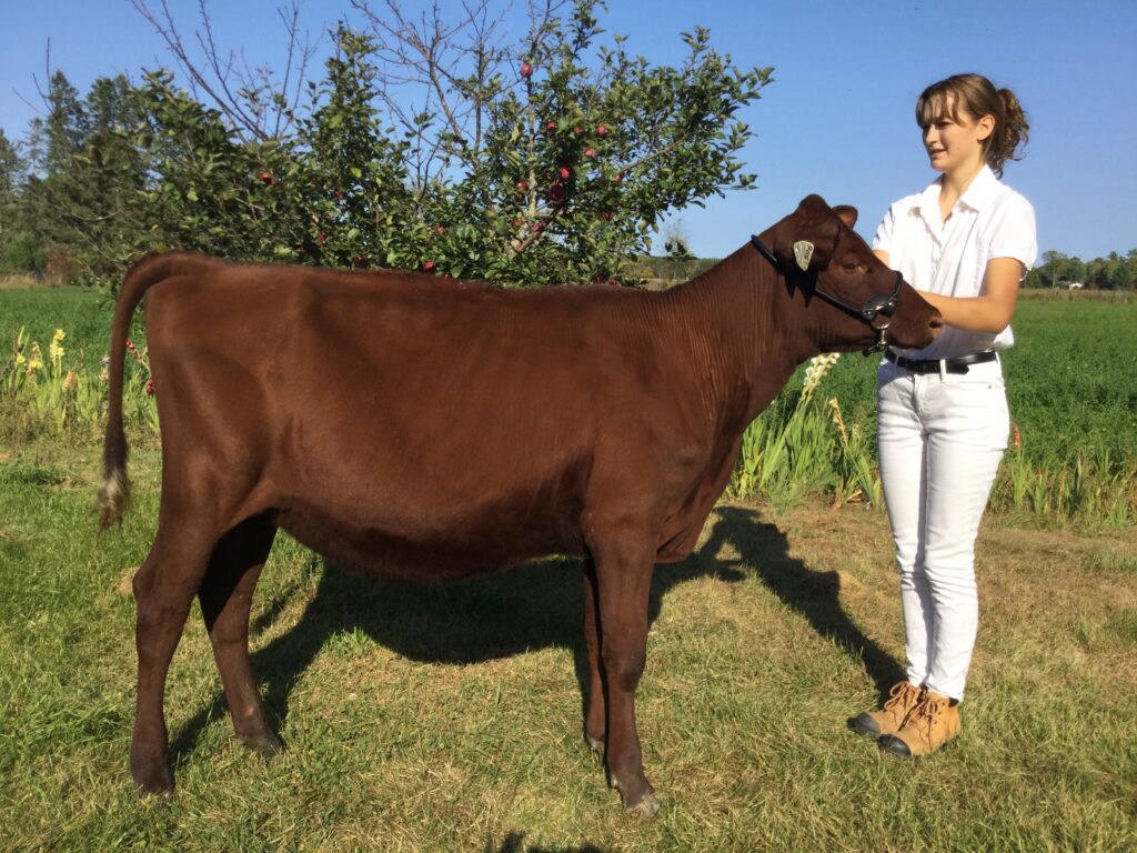 Results – 2023 Virtual Show – Canadian Milking Shorthorn Society