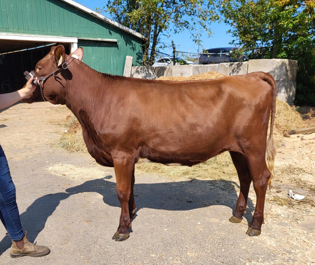 Results: 2024 Virtual Show – Canadian Milking Shorthorn Society